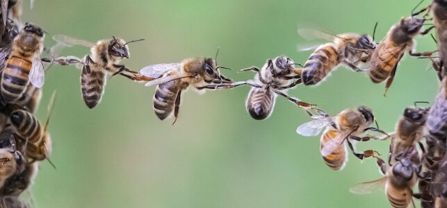 Become a World Bee Community member - International B2B marketing ...
